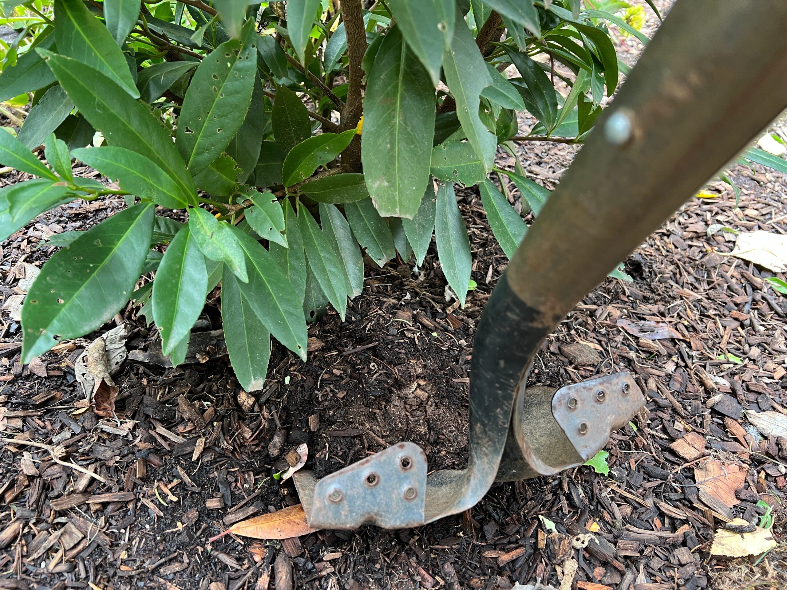 Transplanting shrubs: Timing and technique for a thriving garden | News ...